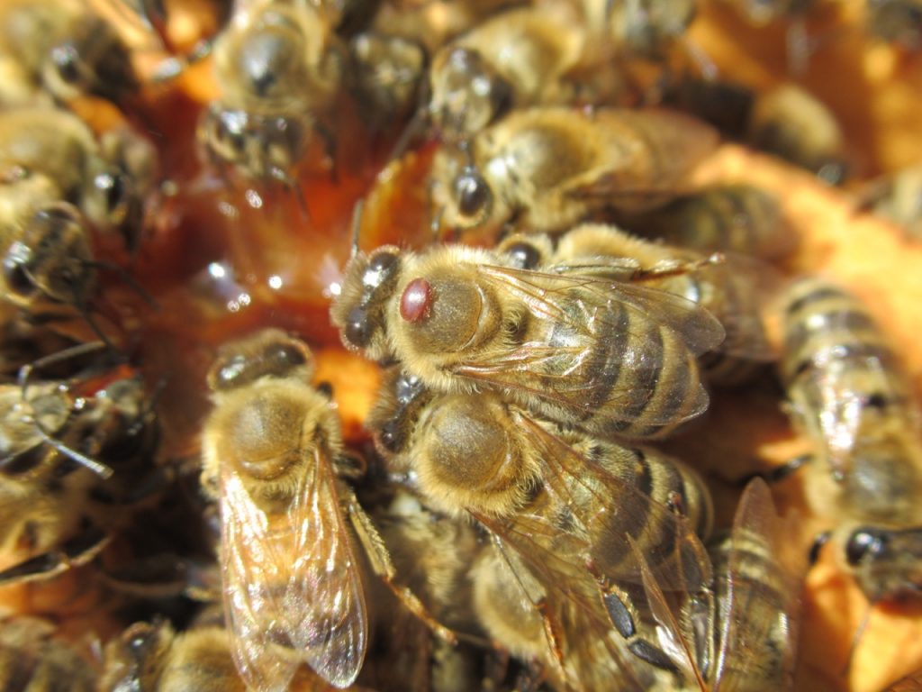 The Varroa Mite and Biodynamic Pest ManagementRecording – Spikenard Farm